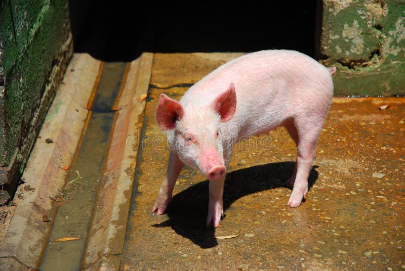 Little pig stock image. Image of full, domestic, stands - 4026667