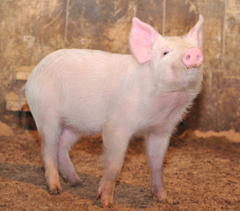 Little pig stock image. Image of pink, small, barn, pork - 9163703