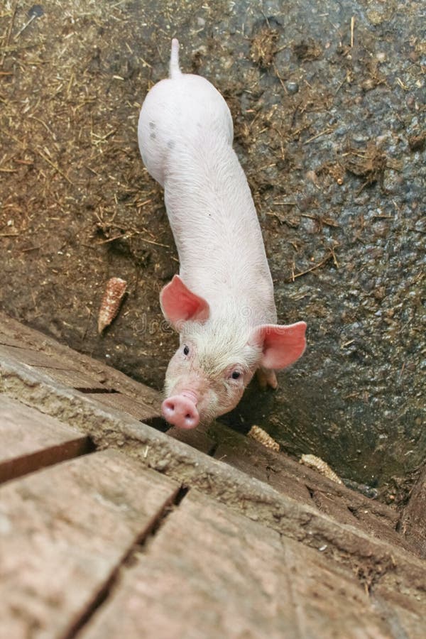 Pig in barn stock photo. Image of grunt, funny, boar - 22753784