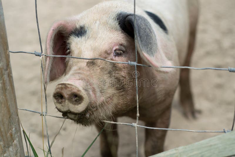 Little pig behind a fence stock image. Image of country - 95233203