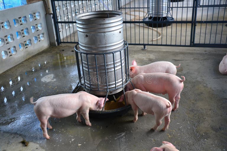 23,135 Pig Eat Honeycomb Stock Photos - Free & Royalty-Free Stock ...