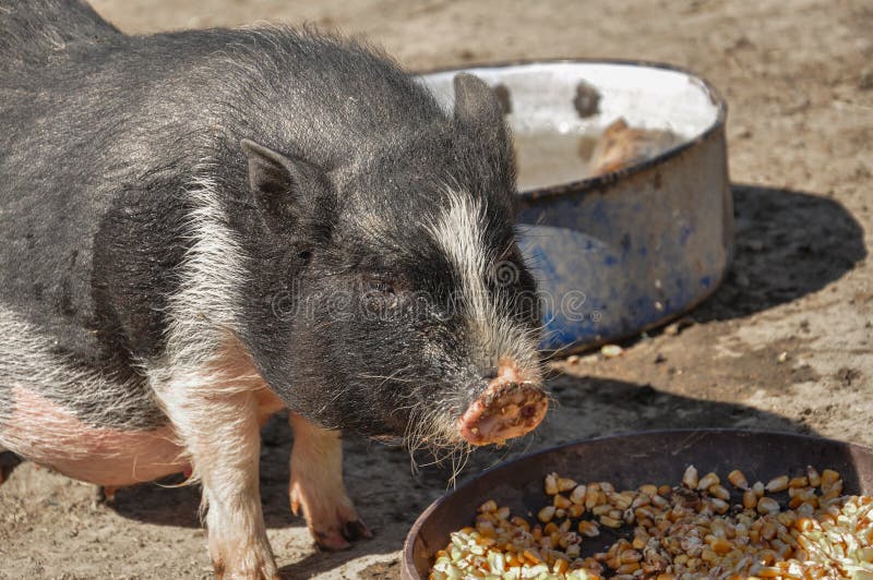 The Little Pig Eats Food in the Yard Stock Photo - Image of bokeh, head ...
