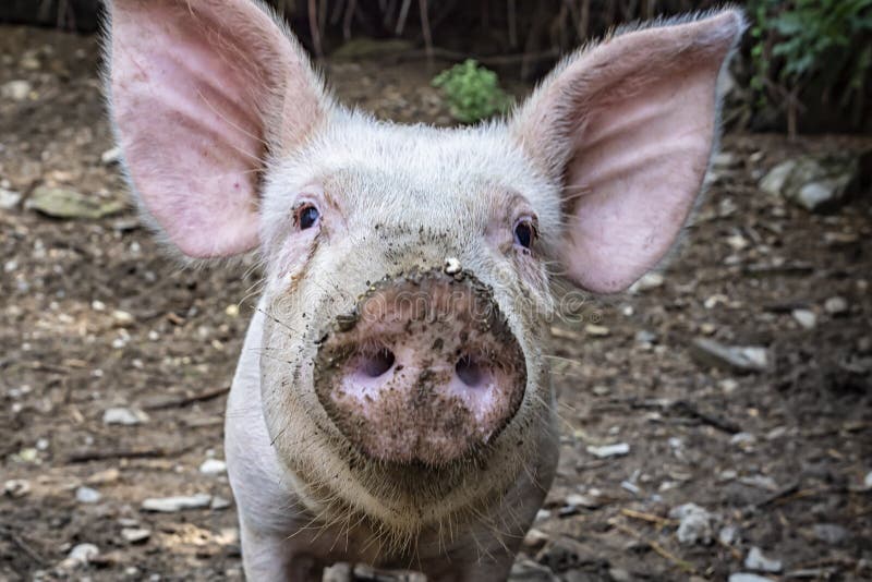 Little Pig face close-up stock image. Image of mammal - 154444695