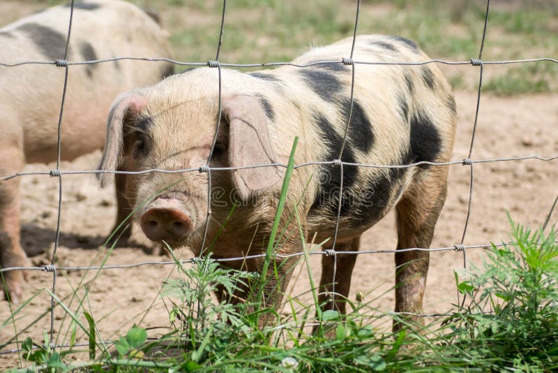 Little Pig stock image. Image of barn, farming, little - 95296845