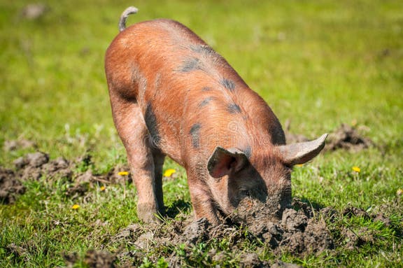 243 Cute Little Muddy Pig Stock Photos - Free & Royalty-Free Stock ...