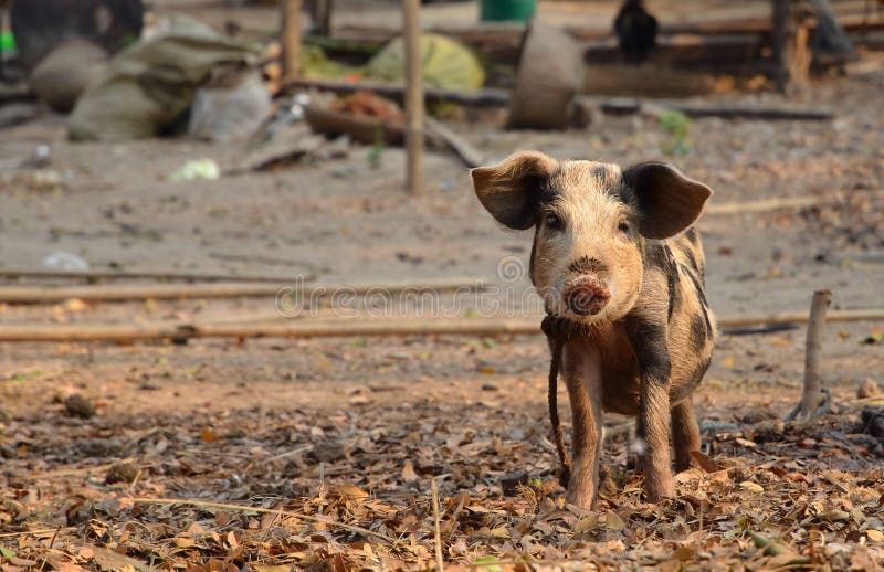 Little Pig in Myanmar Village Stock Image - Image of animal, cattle ...