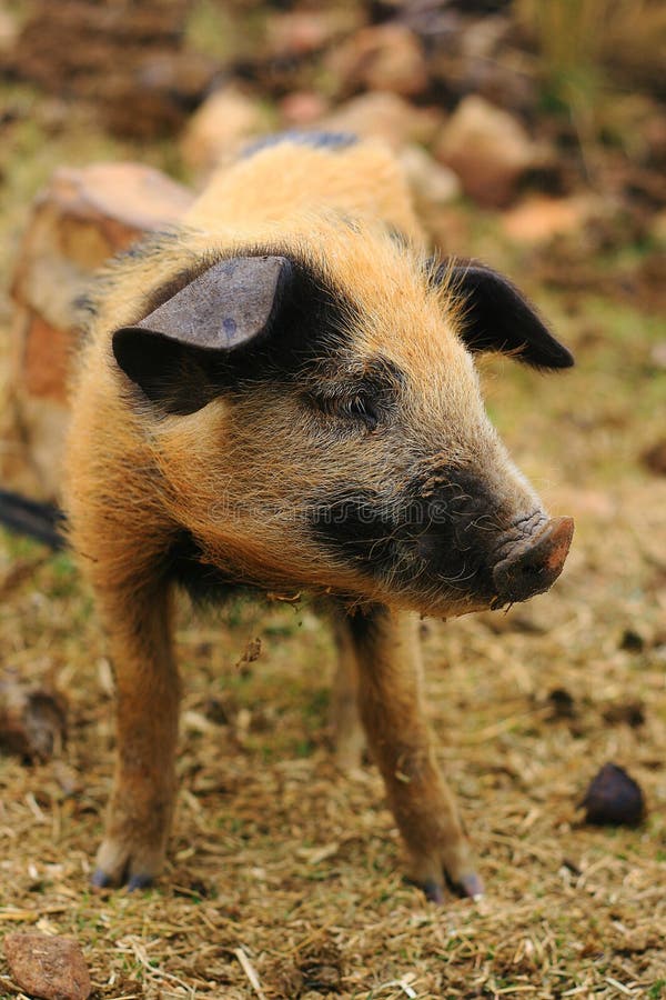 Little pig stock photo. Image of animal, fauna, farm - 48175806