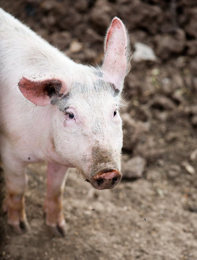 Little pig stock photo. Image of cultivation, cute, animal - 34606136