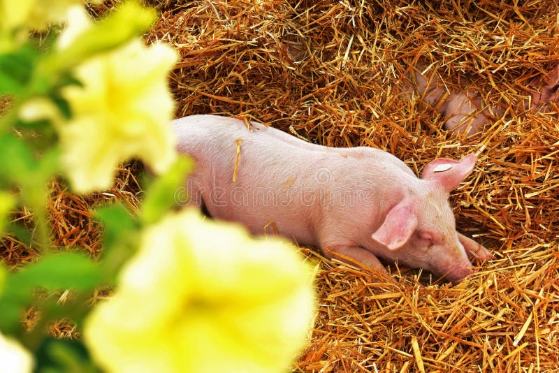 Pig is Sleeping in the Straw Stock Image - Image of sleeping, straw ...