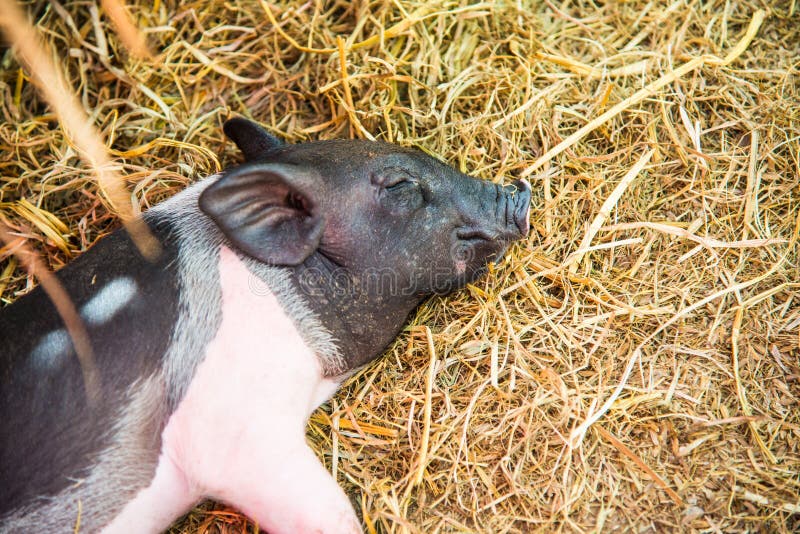Little pig in Thai stock photo. Image of pork, piggery - 175498748
