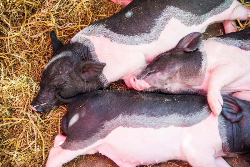 Little pig in Thai stock photo. Image of nature, farming - 185785488
