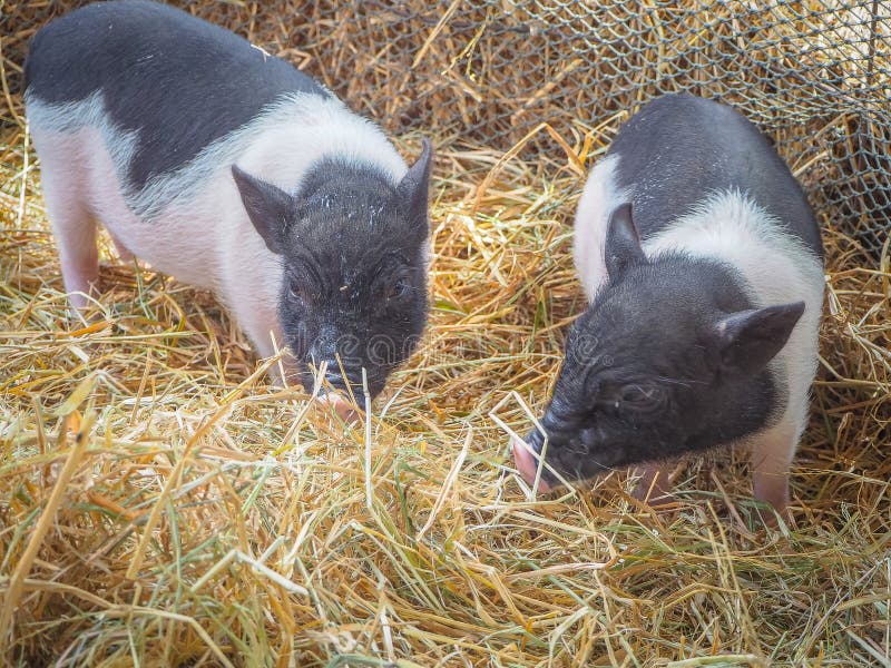 Little pig stock image. Image of little, pigs, living - 83479781