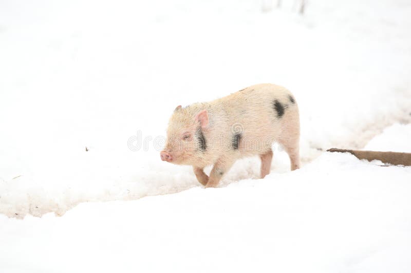 Little pig in winter stock image. Image of stare, little - 314153589