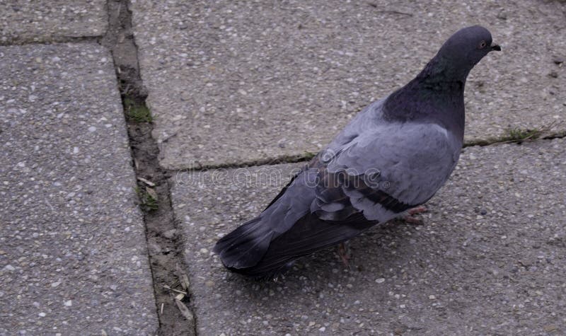 Little pigeon stock photo. Image of portrait, bird, grey - 51601160