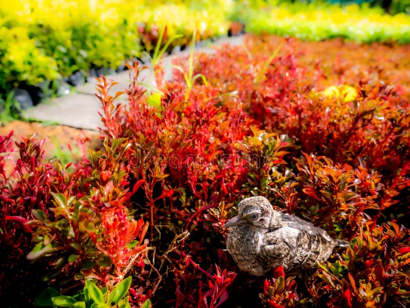 Little Pigeon Falls on the Red Bush Stock Image - Image of color, flap ...