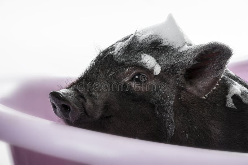 A piggy having bath stock image. Image of concept, cleanliness - 28311251