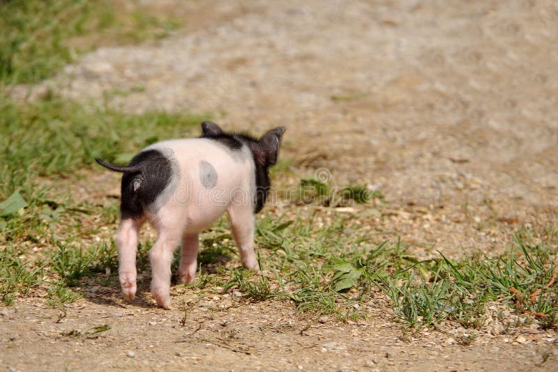 Little piggy stock photo. Image of spot, pink, hair, agriculture - 32934606