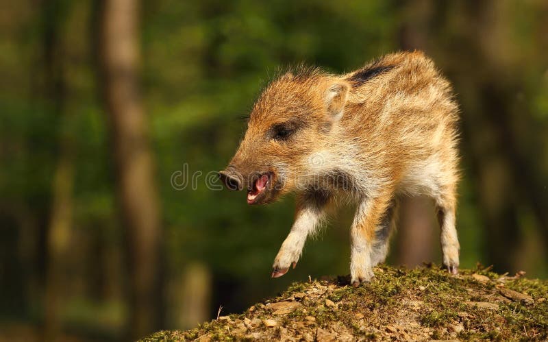 Little piglet chewing stock image. Image of animal, wild - 71996153