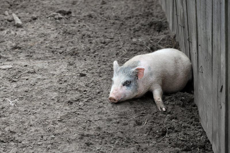 Raw Leg Of Pigling - Piglet . Close Up Stock Image - Image of domestic ...