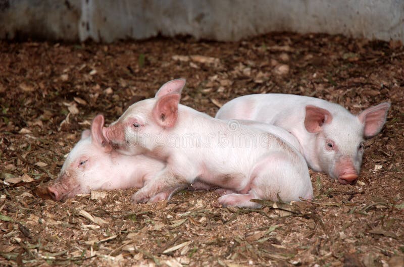 Little piglets stock image. Image of piglets, mammal - 18685133