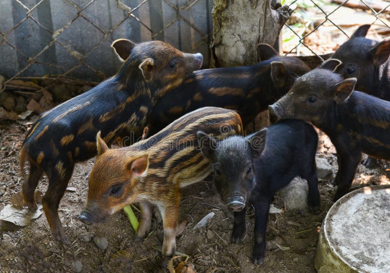 Little piglets stock image. Image of piglets, mammal - 18685133