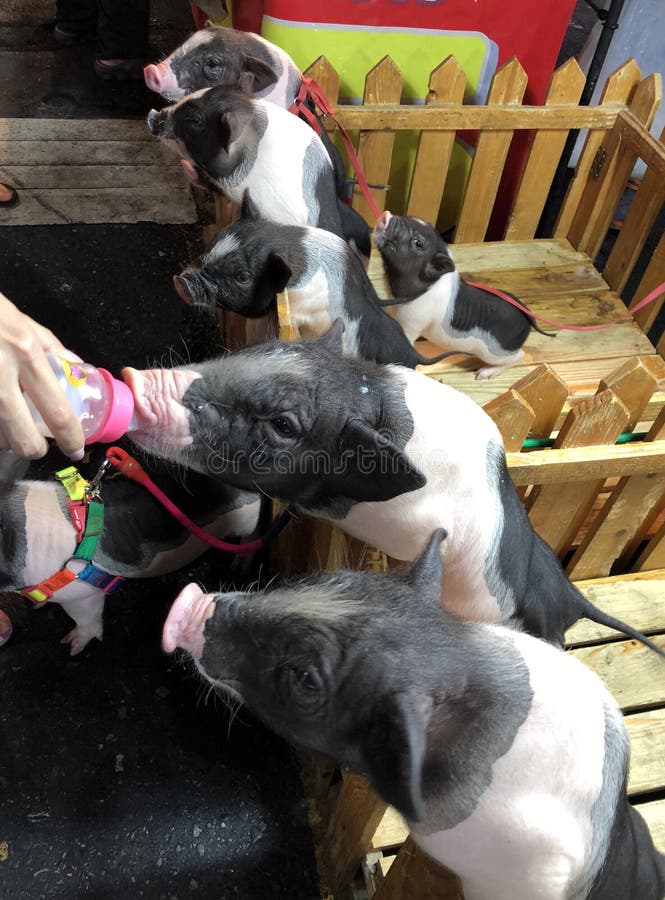 Little piglets stock image. Image of milk, piglets, lining - 168071475