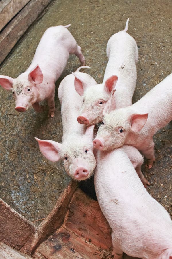 Little pigs stock image. Image of nature, birth, competition - 22753733