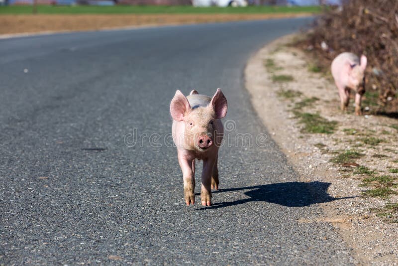 Little pigs cross the road stock photo. Image of animals - 71073084