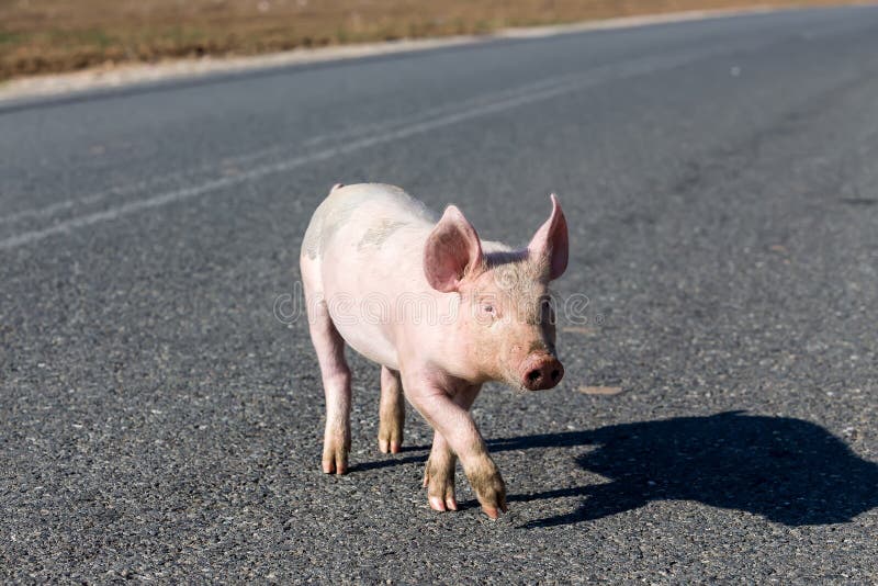 Cross Piglets Stock Photos - Free & Royalty-Free Stock Photos from ...