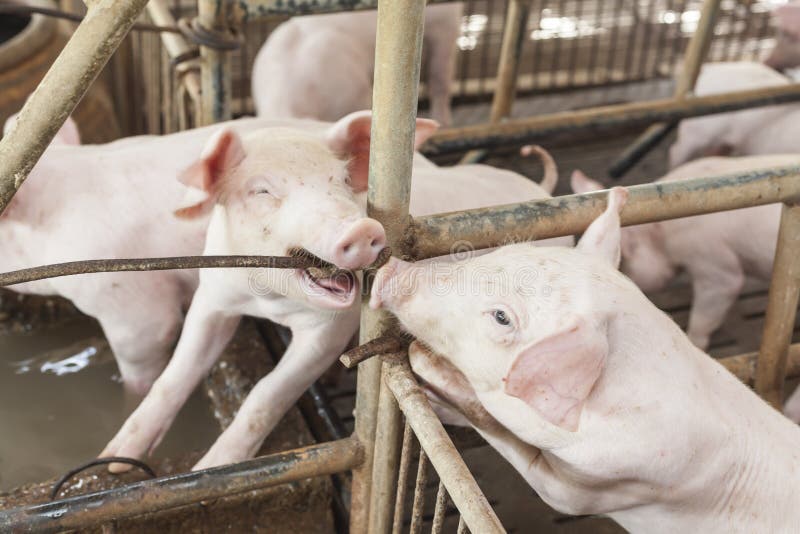 Little Pigs Playing Happily. Stock Photo - Image of cute, piglet: 63164402