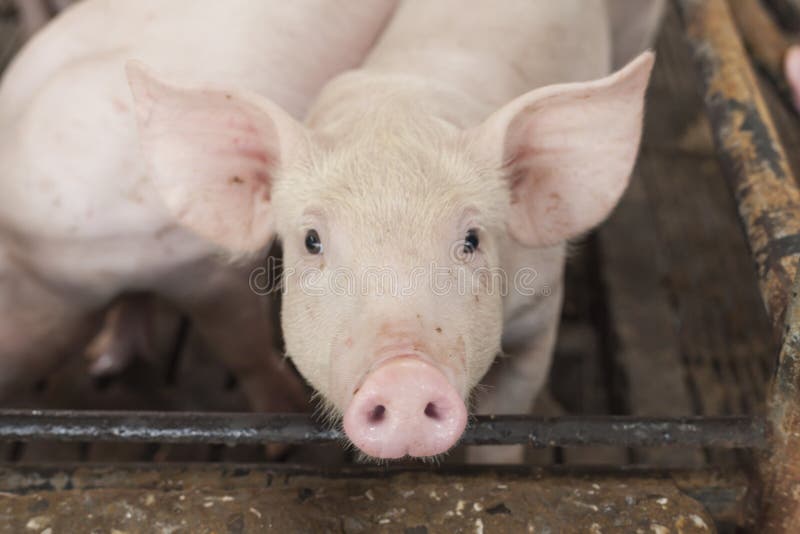 Little Pigs Playing Happily. Stock Image - Image of food, outdoor: 63164713