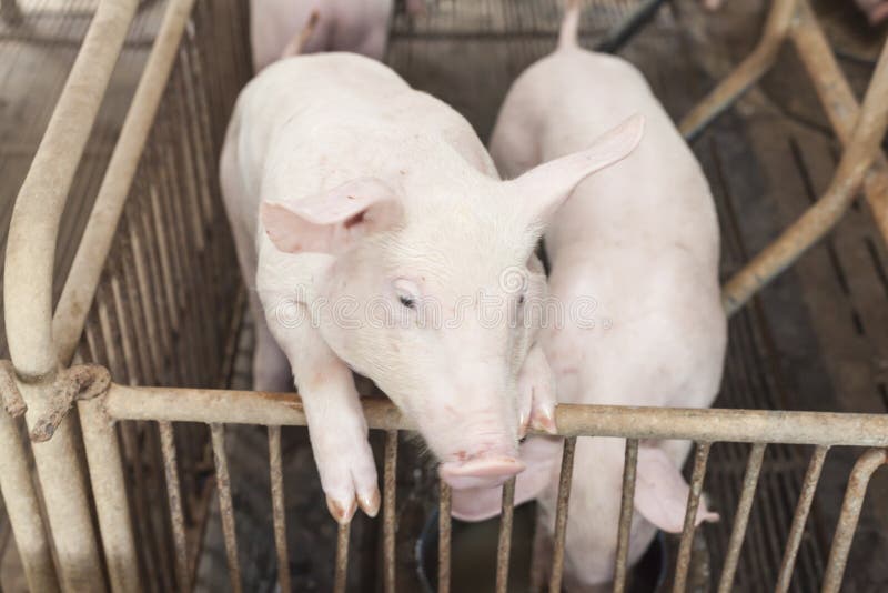 Little Pigs Playing Happily. Stock Photo - Image of animal, outdoor ...