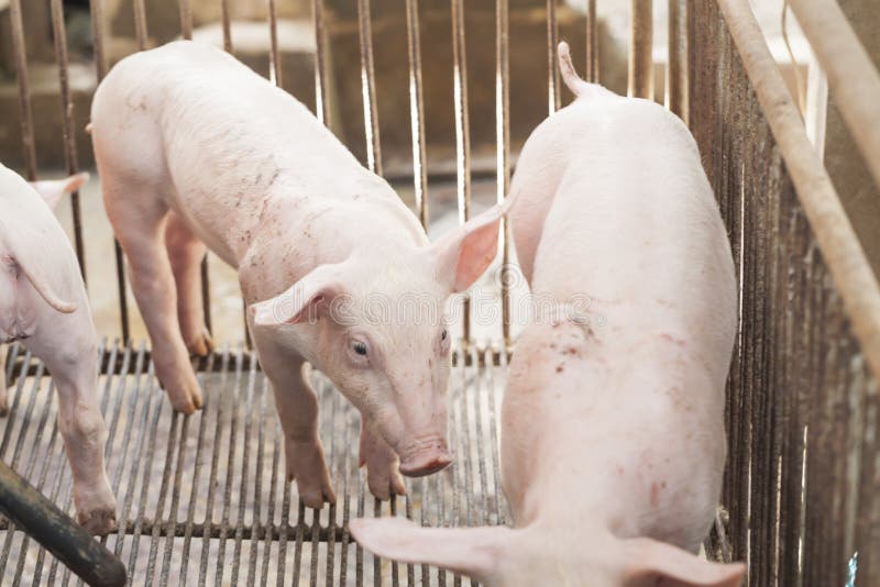Little Pigs Playing Happily. Stock Image - Image of welfare, piggy ...