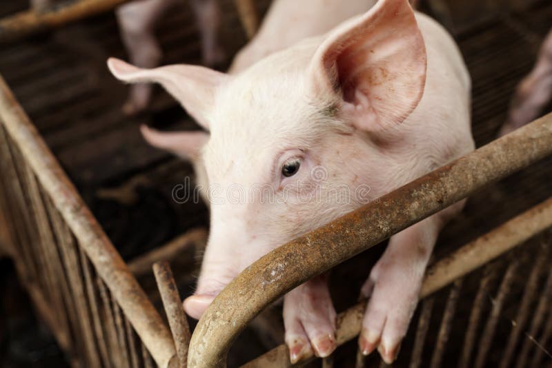 Little Pigs Playing Happily. Stock Photo - Image of feeding, little ...