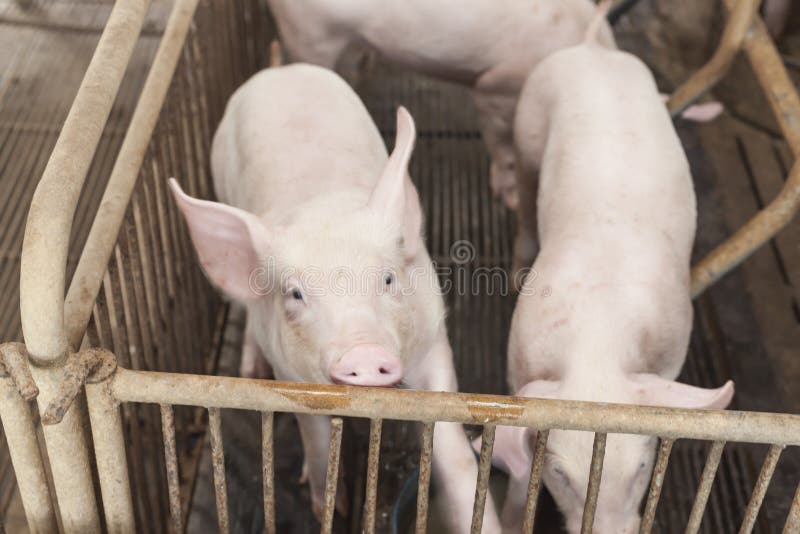 Little Pigs Playing Happily. Stock Photo - Image of swine, hungry: 63332146
