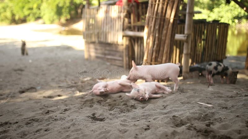 Little Pigs Playing in the Yard - Philippines Stock Video - Video of ...