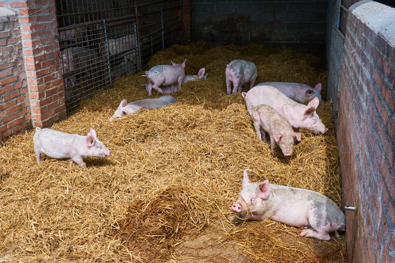 Little Pigs among the Straw Stock Photo - Image of organic, cute: 254704682