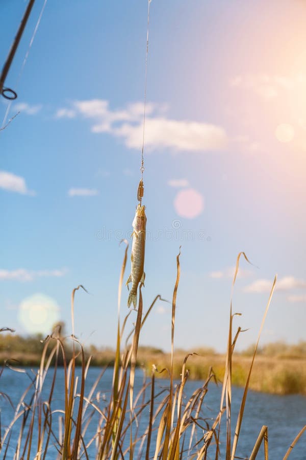 Little Pike on a Hook Spinners Stock Photo - Image of blue, hobby ...