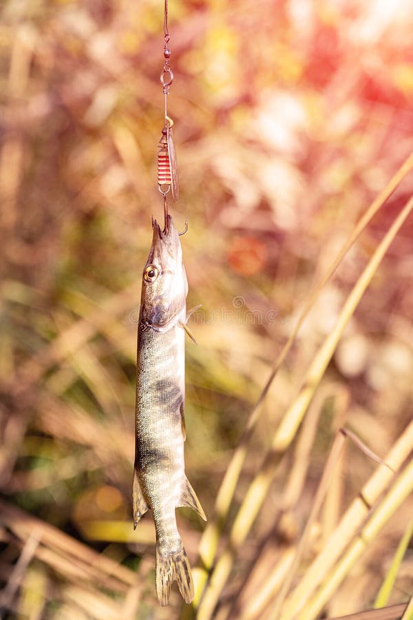 Little Pike stock photo. Image of skilful, spots, bait - 2100446