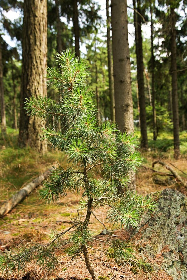 Little pine stock image. Image of decoration, background - 42936249