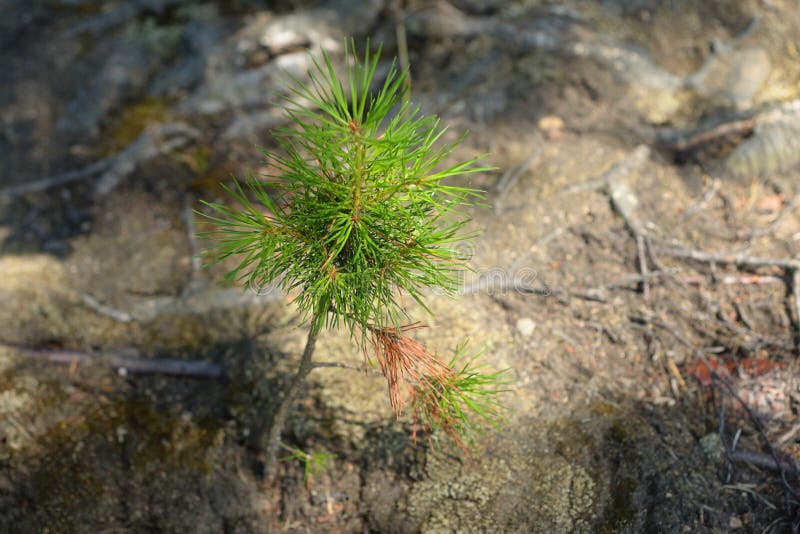 Little pine on a sunny day stock image. Image of botany - 191529627