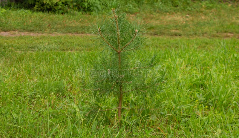 Little Pine Tree on the Field Stock Image - Image of grain, calmness ...