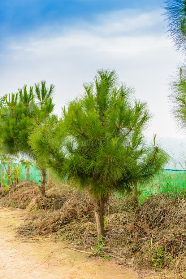 Little Pine Tree is Growing Stock Image - Image of seedlings, needle ...