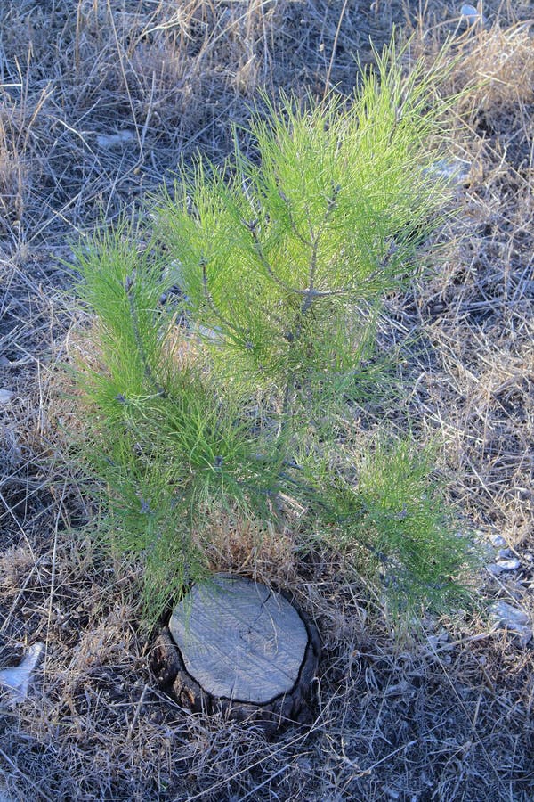 Little Pine Tree is Growing from the Stump Stock Photo - Image of stump ...