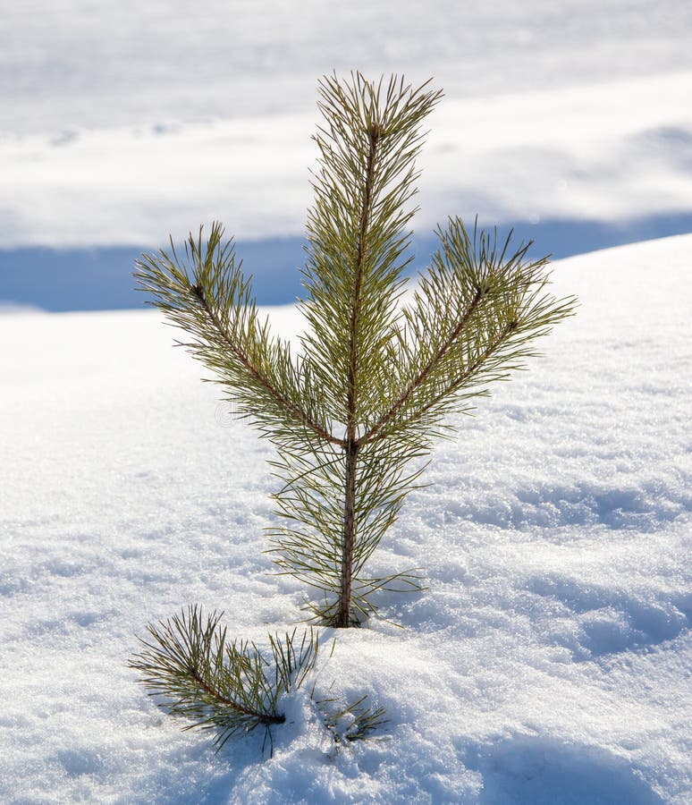 Little Pine Tree in the Snow in Winter. Stock Image - Image of pine ...