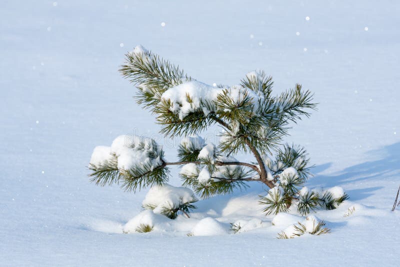 Little Pine Tree in the Wood. Stock Image - Image of little, wood ...