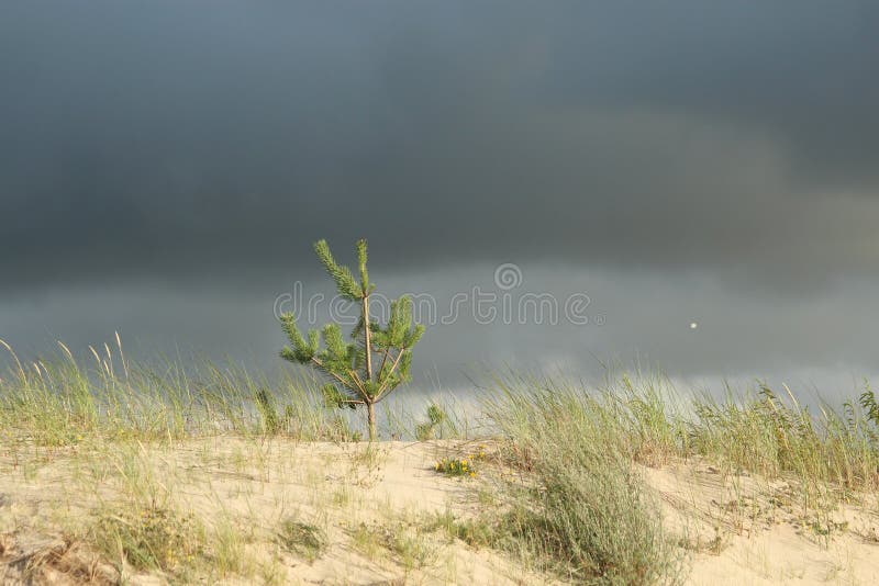 Little Pine on the Wind stock image. Image of pine, sand - 60622595