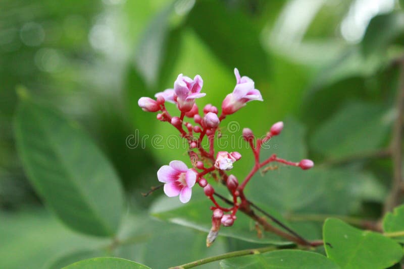 A Little Pink Bunch of Flowers with Its Buds Stock Image - Image of ...