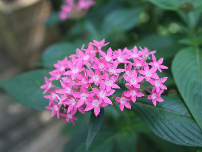 Little pink flower stock image. Image of leaf, blossom - 199179437