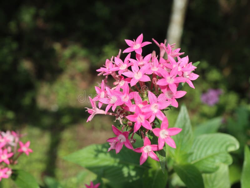 Little pink flower stock photo. Image of meadow, pink - 199179730